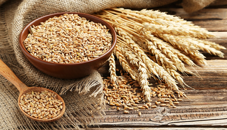 Buğday – MelonAgro